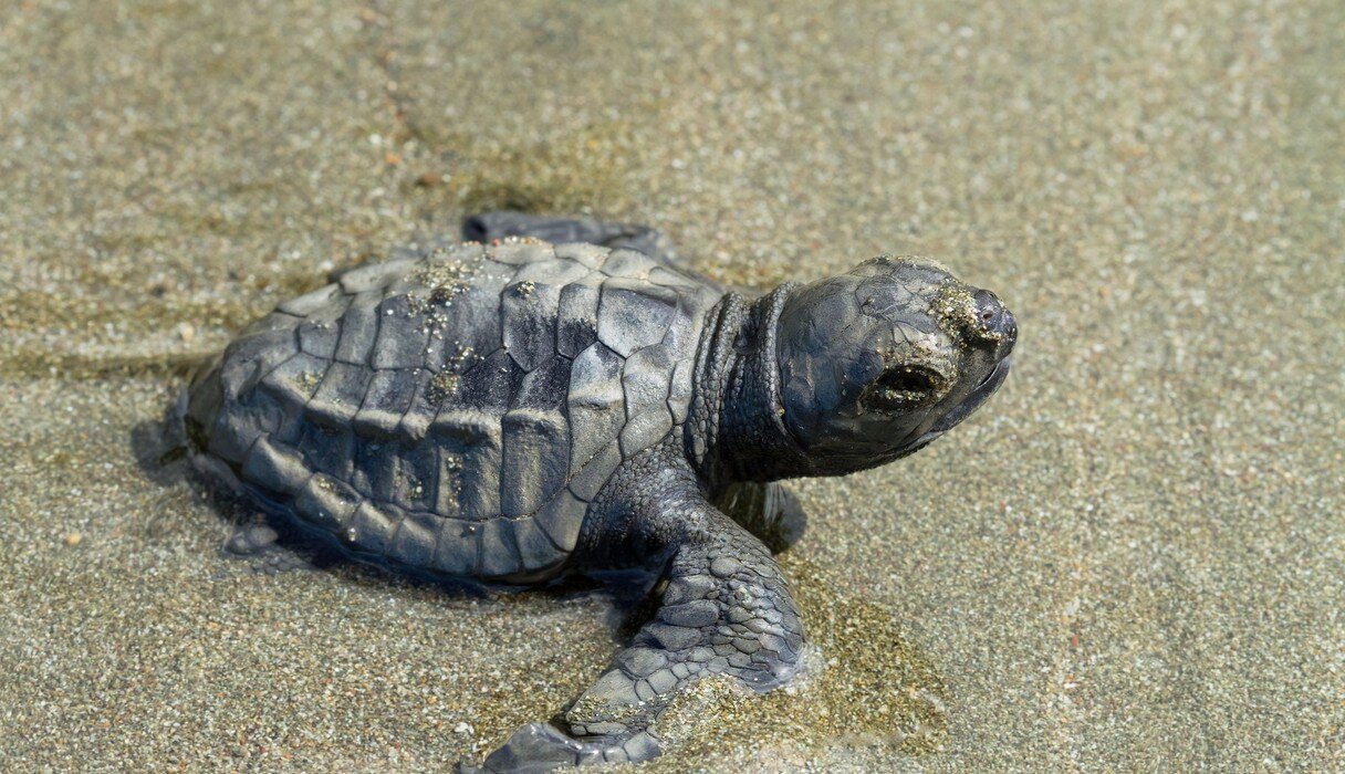 Veteran Takes Bullet To Protect Baby Sea Turtles - The Dodo