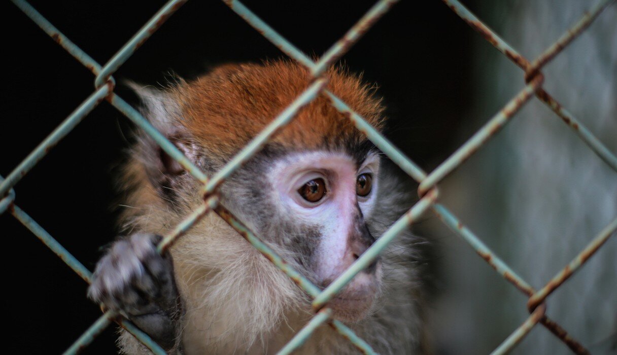 People Bring Food To Starving Zoo Animals Everyone Else Has Forgotten ...