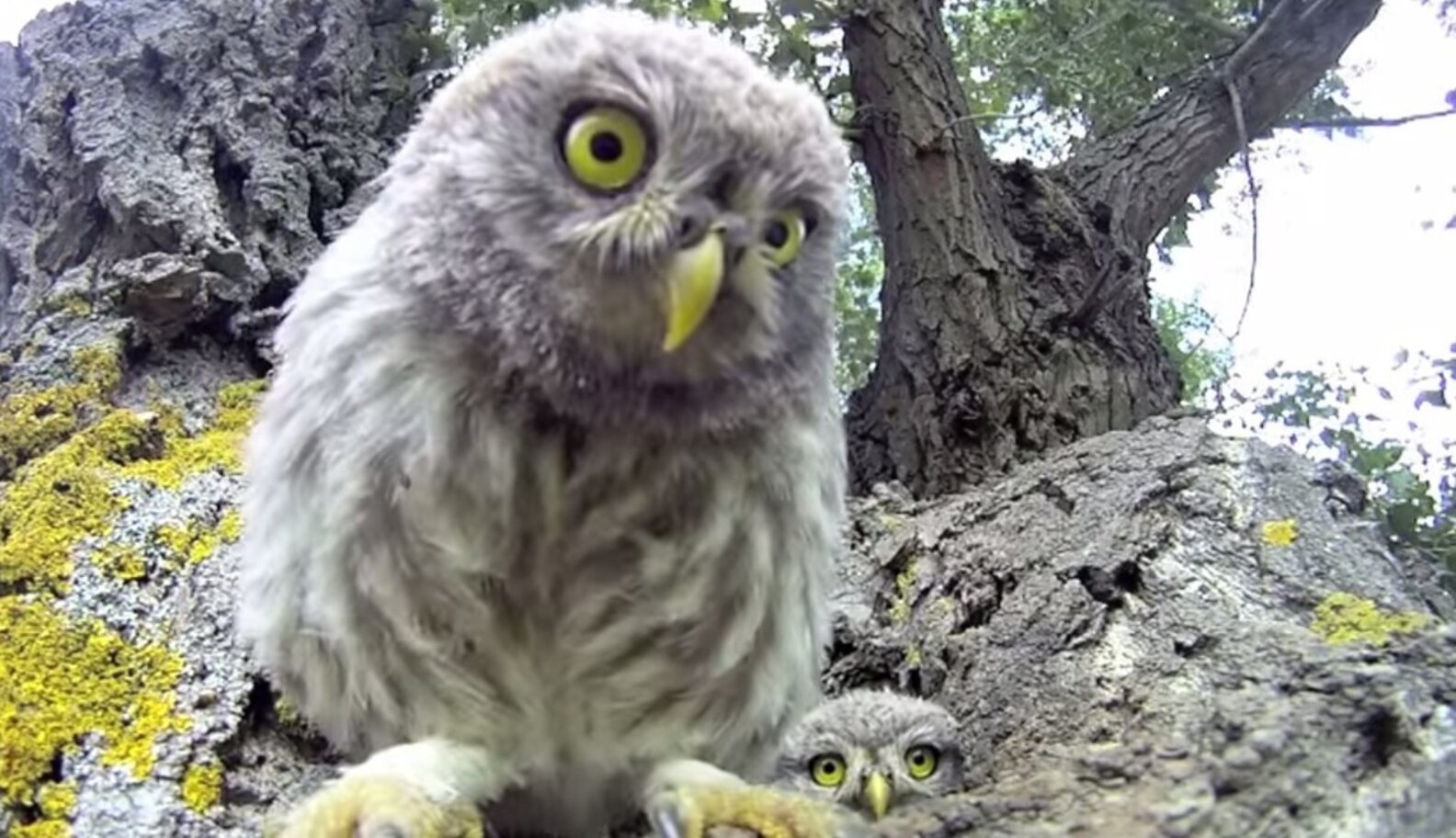 Family Of Little Owls Discover A Camera Outside Their Den - The Dodo