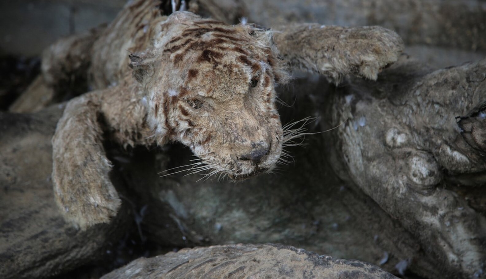 People Bring Food To Starving Zoo Animals Everyone Else Has Forgotten ...