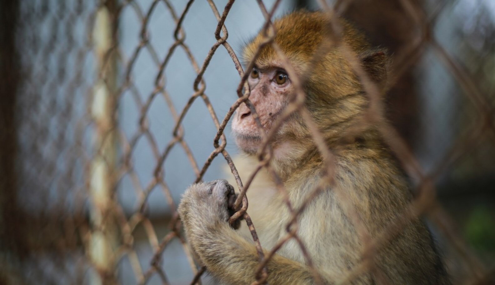 People Bring Food To Starving Zoo Animals Everyone Else Has Forgotten ...