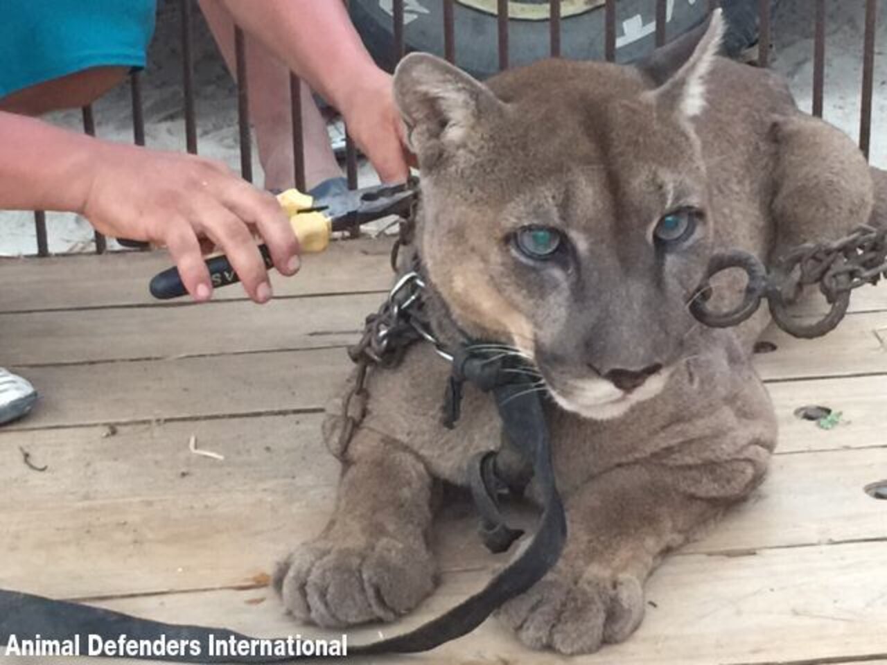 Circus Cat Chained To Truck For 20 Years Takes First Steps To Freedom ...