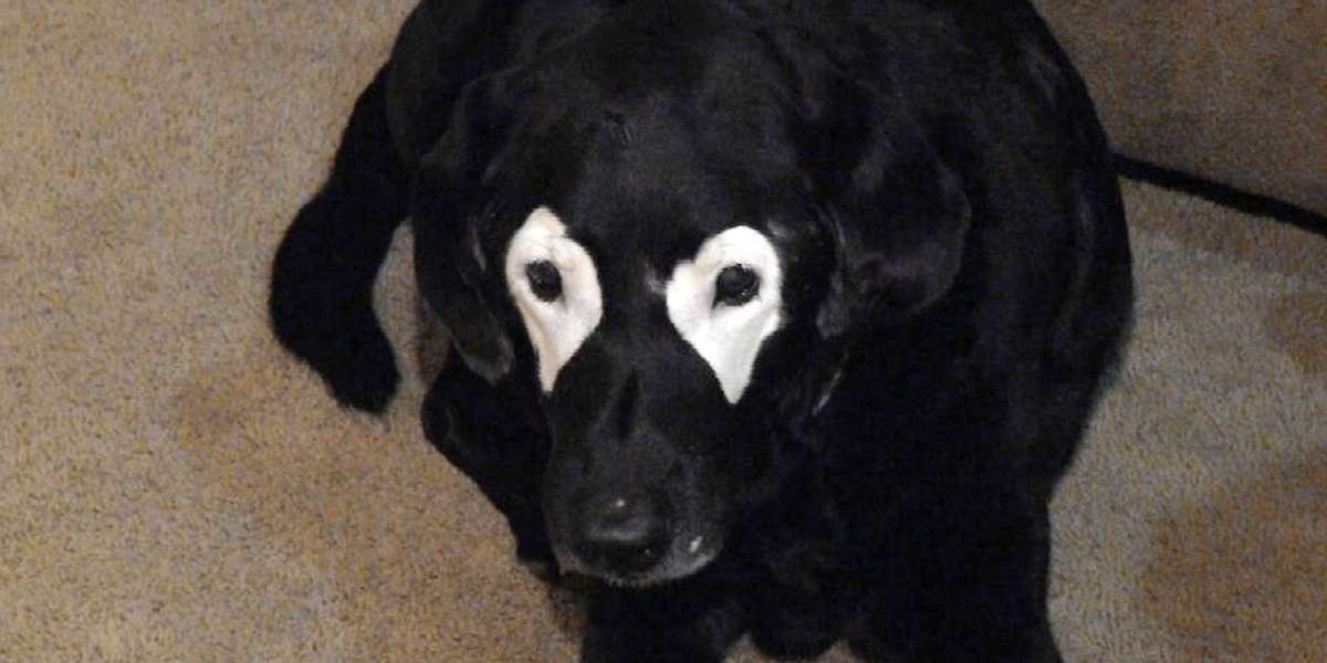 Dog With Strange Condition Has Even Stranger Past - The Dodo