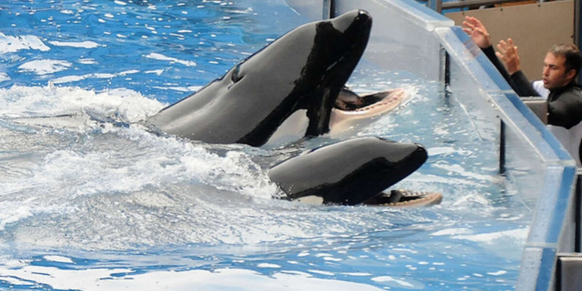 #Blackfish Convinces Musical Acts to Cancel SeaWorld Performances http ...