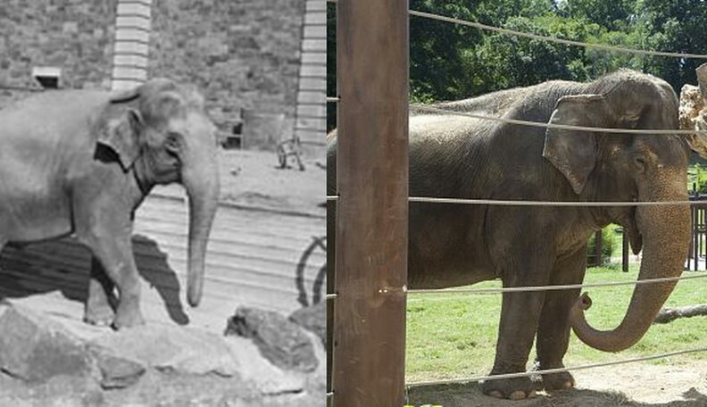 7 Elephants Who've Been Locked Up Since Eisenhower Was President - The Dodo