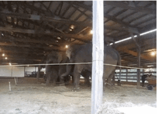 7 Elephants Who've Been Locked Up Since Eisenhower Was President - The Dodo
