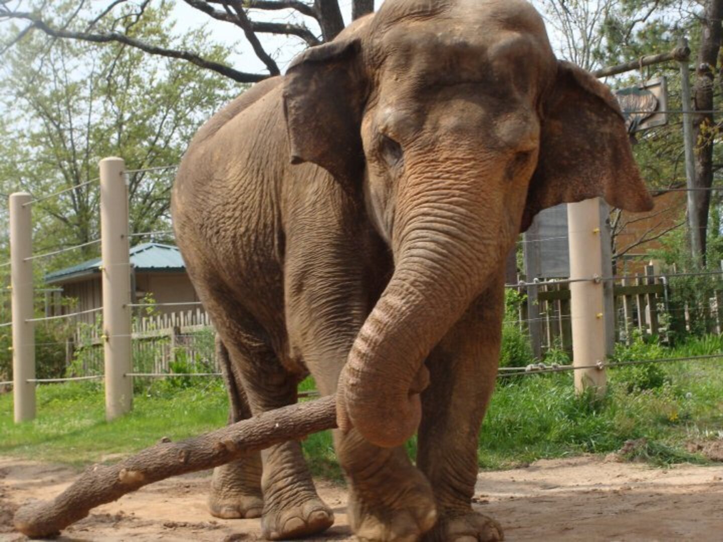 7 Elephants Who've Been Locked Up Since Eisenhower Was President - The Dodo