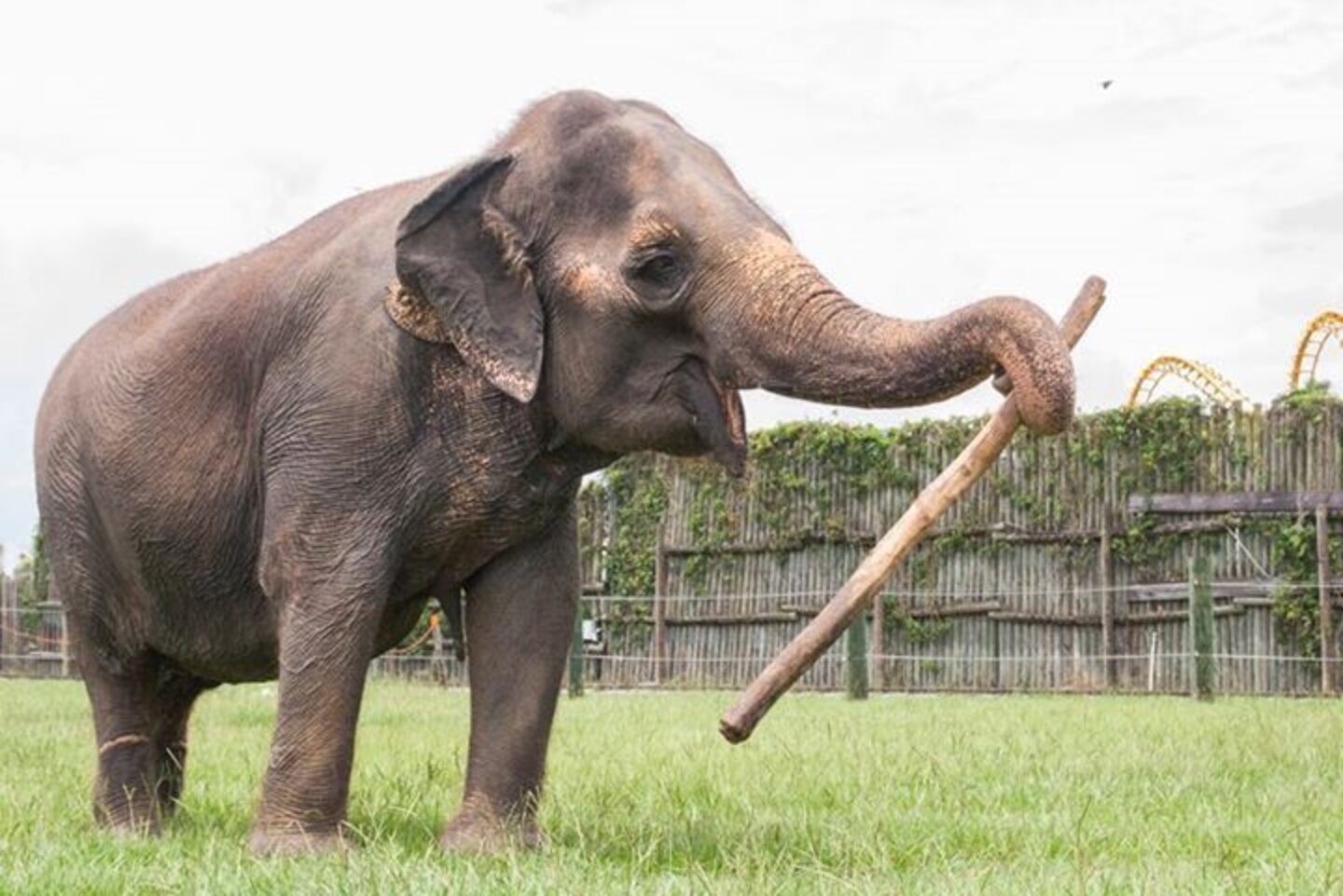 7 Elephants Who've Been Locked Up Since Eisenhower Was President - The Dodo