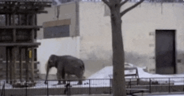 7 Elephants Who've Been Locked Up Since Eisenhower Was President - The Dodo