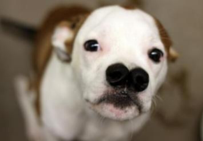 Dog With 'Two Noses' Just Wants A Family Who Loves Him - The Dodo
