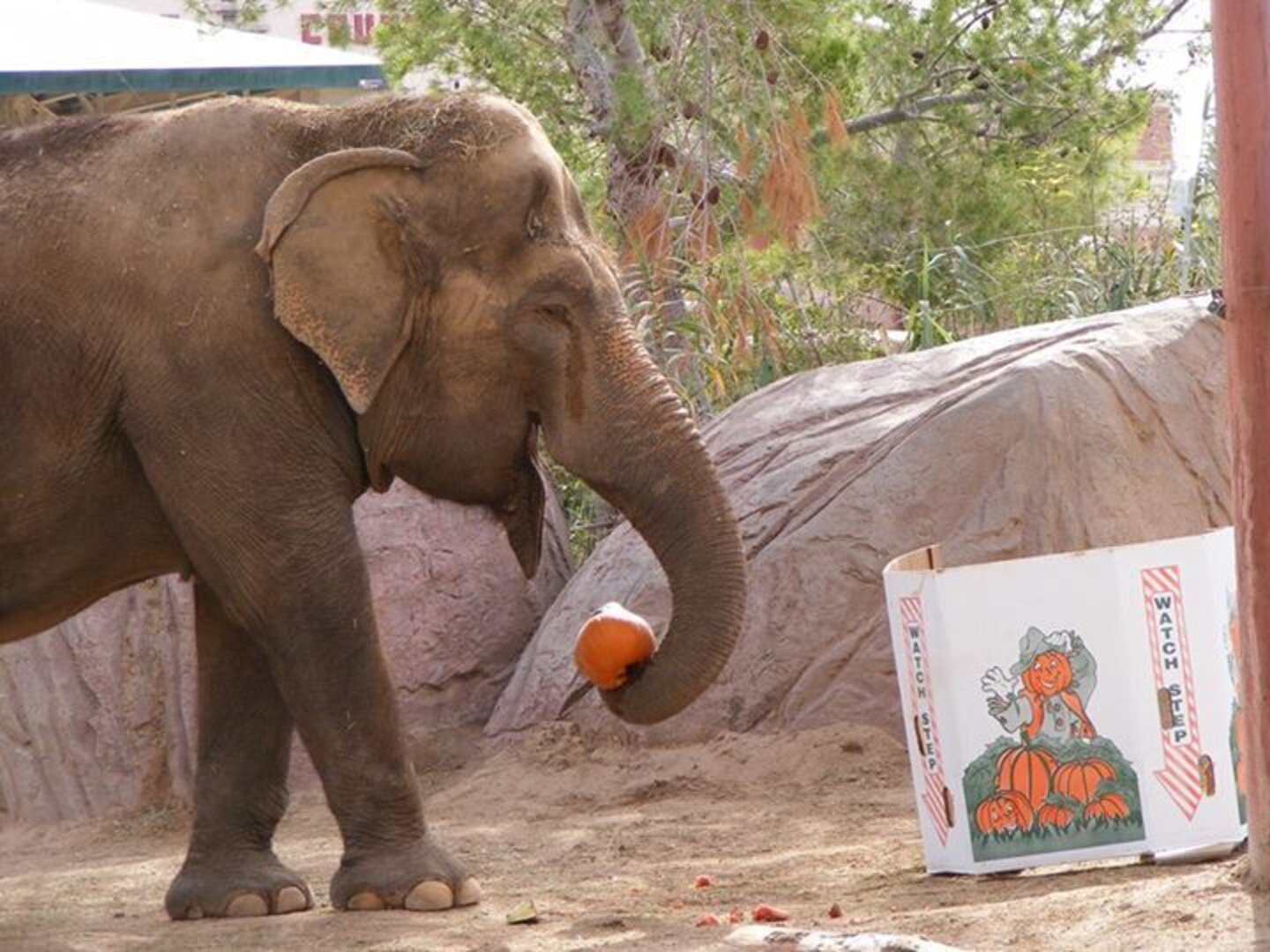 7 Elephants Who've Been Locked Up Since Eisenhower Was President - The Dodo