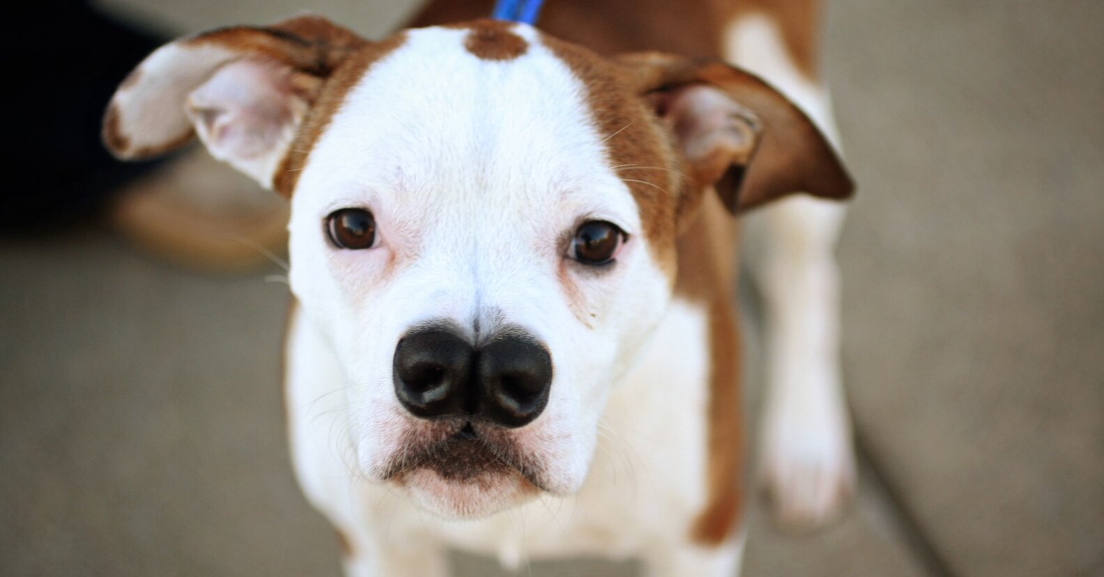 Dog With 'Two Noses' Just Wants A Family Who Loves Him - The Dodo