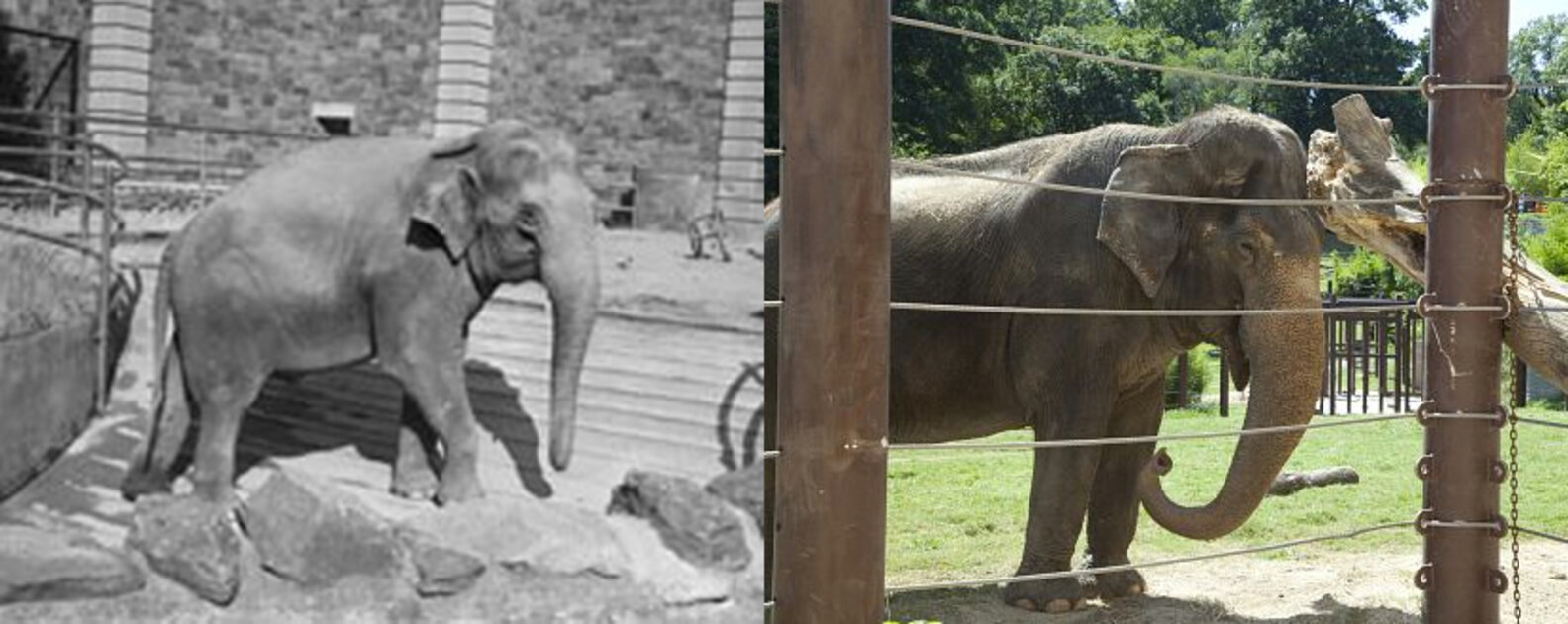 7 Elephants Who've Been Locked Up Since Eisenhower Was President - The Dodo