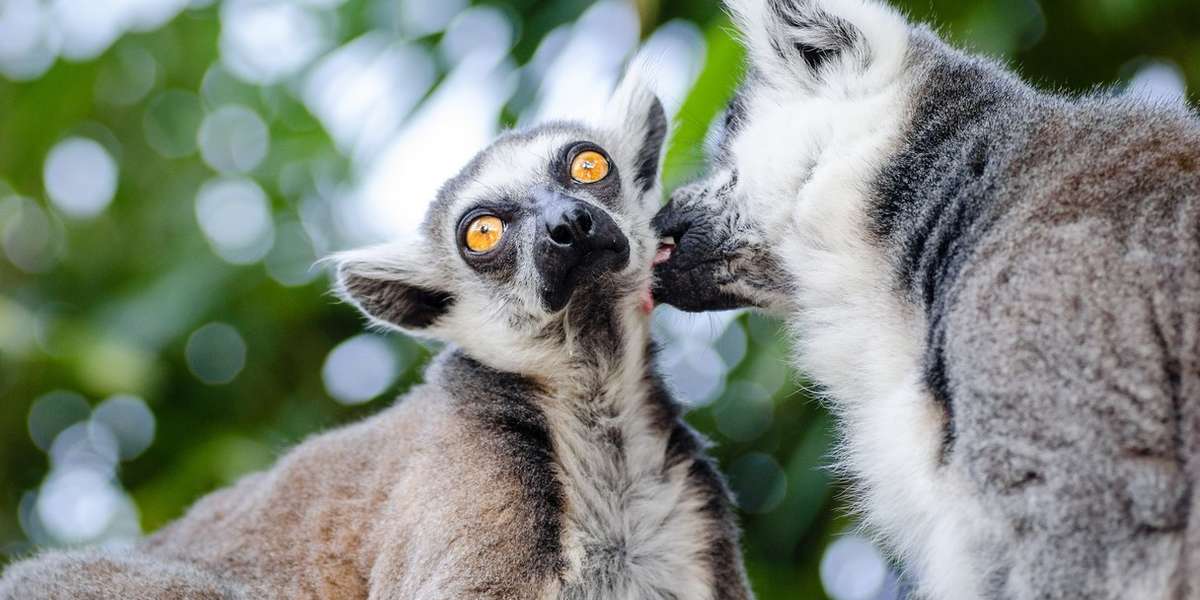 Africa's Most Unusual And Under-Appreciated Animals - The Dodo