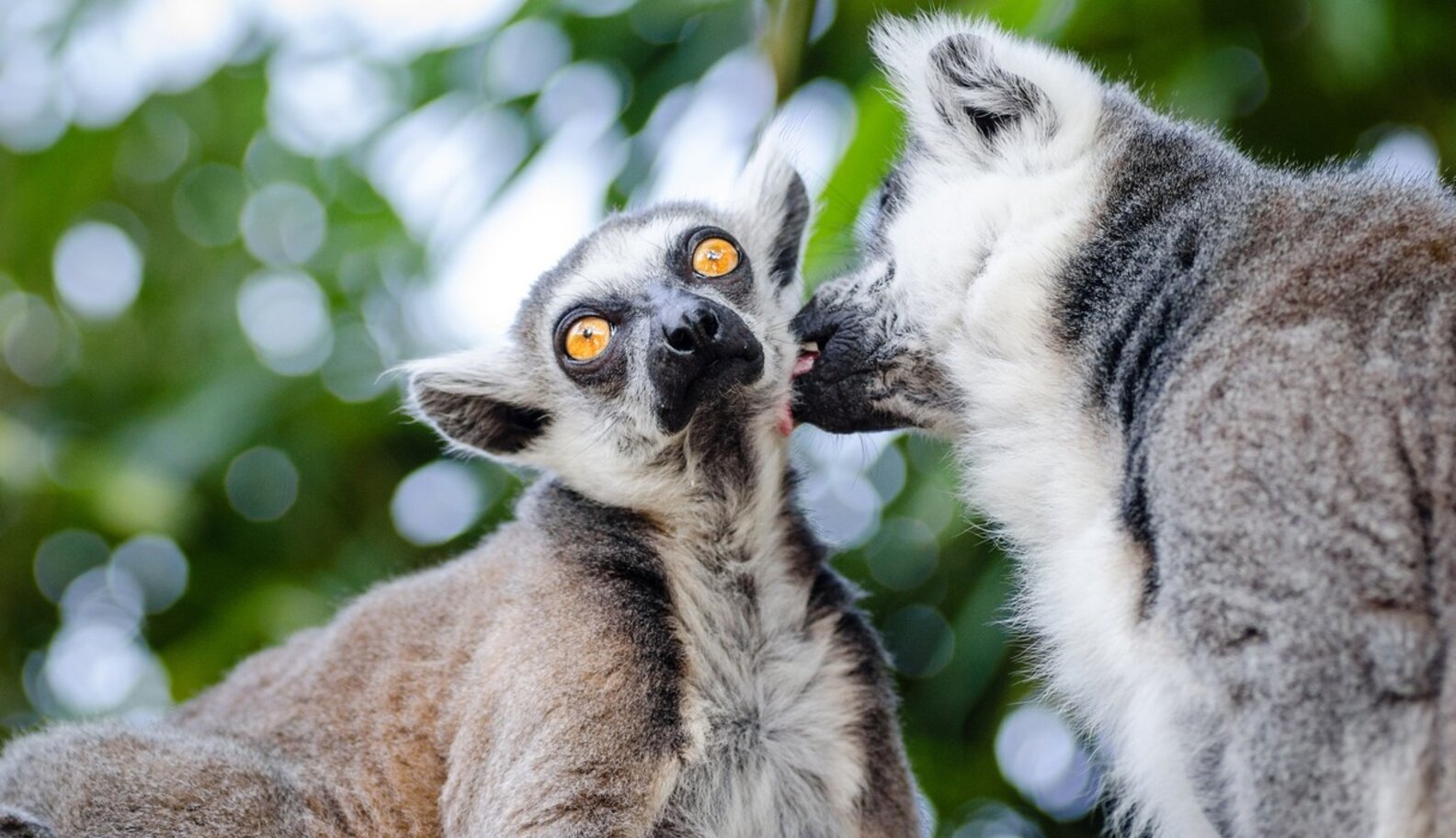 Africa's Most Unusual And Under-Appreciated Animals - The Dodo