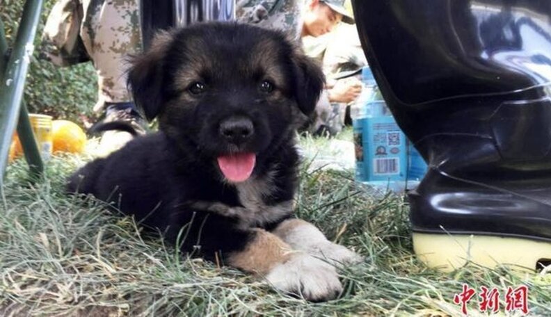 Puppy Found Alive Days After Devastating Explosion In China - The Dodo