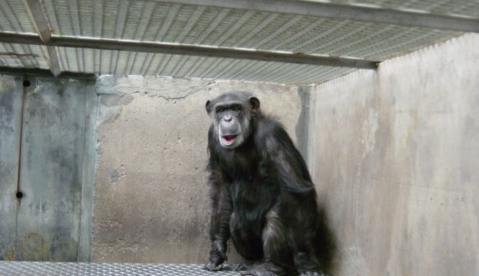 Chimp Kept In Cage For 17 Years Loves Doll Like Her Own Child - The Dodo