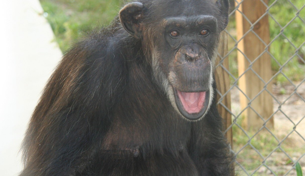 Chimp Kept In Cage For 17 Years Loves Doll Like Her Own Child - The Dodo