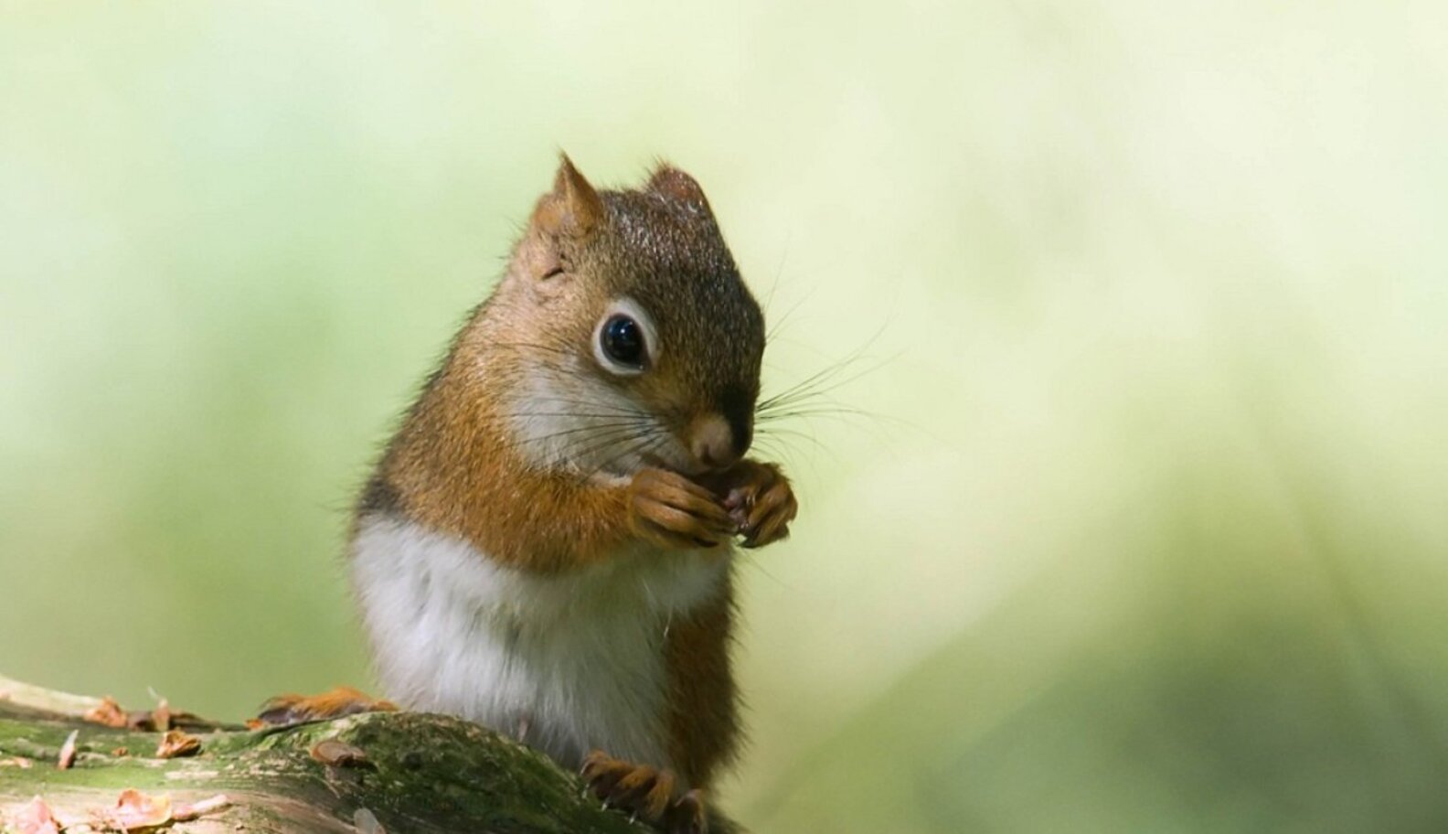 Using Fur for Good - The Dodo