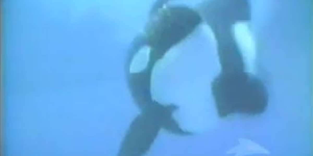 #seaworldcares about $$$ while "Shamu" dies and is just replaced with ...