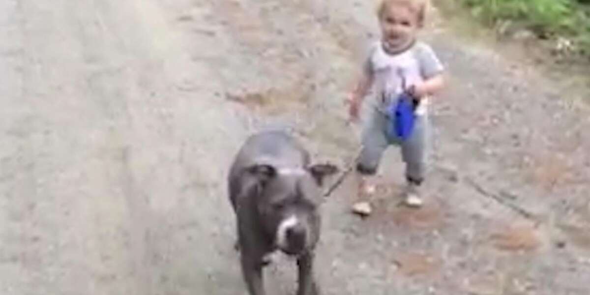 Toddler Takes His Pit Bull For A Walk - The Dodo