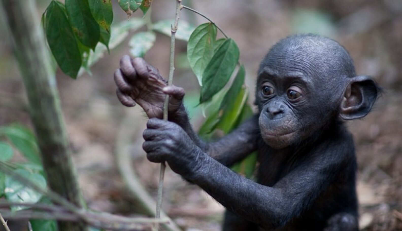 9 Reasons You Should Support Great Ape Personhood - The Dodo