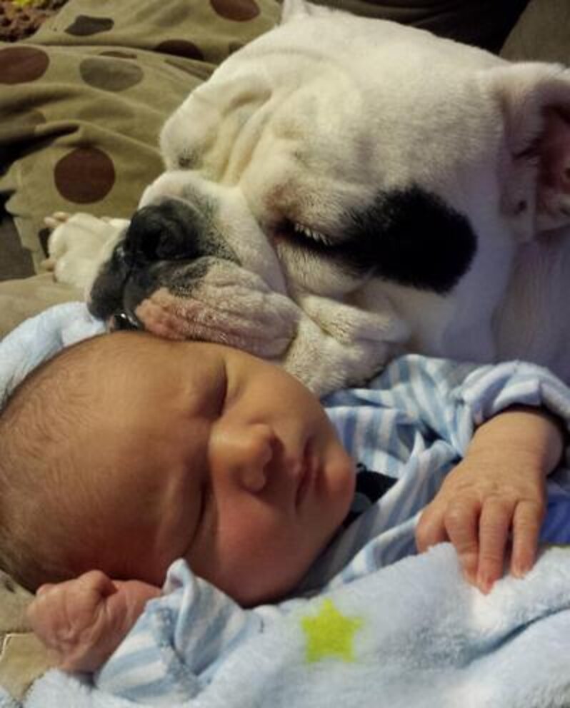 29 Dogs Falling In Love With The New Baby - The Dodo