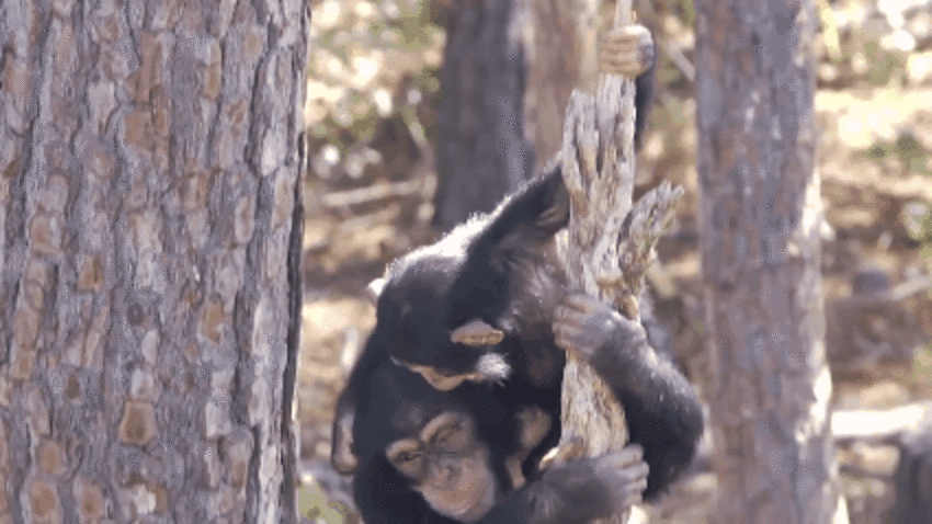 9 Reasons You Should Support Great Ape Personhood - The Dodo