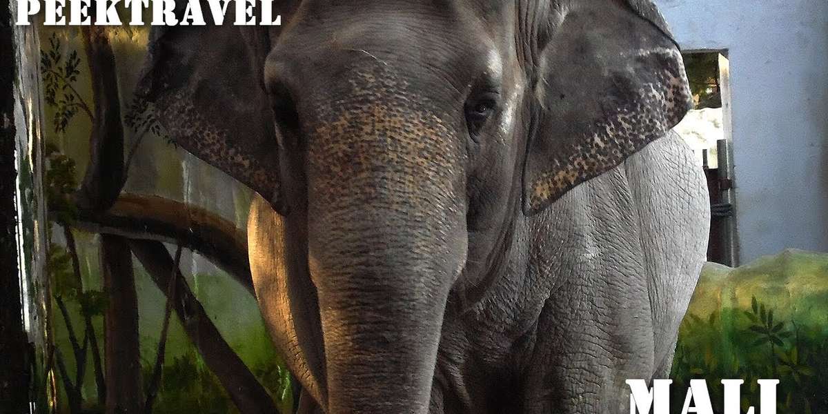 How You Can Help Mali, The Only Captive Elephant In the Philippines ...