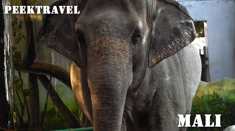 How You Can Help Mali, The Only Captive Elephant In the Philippines ...