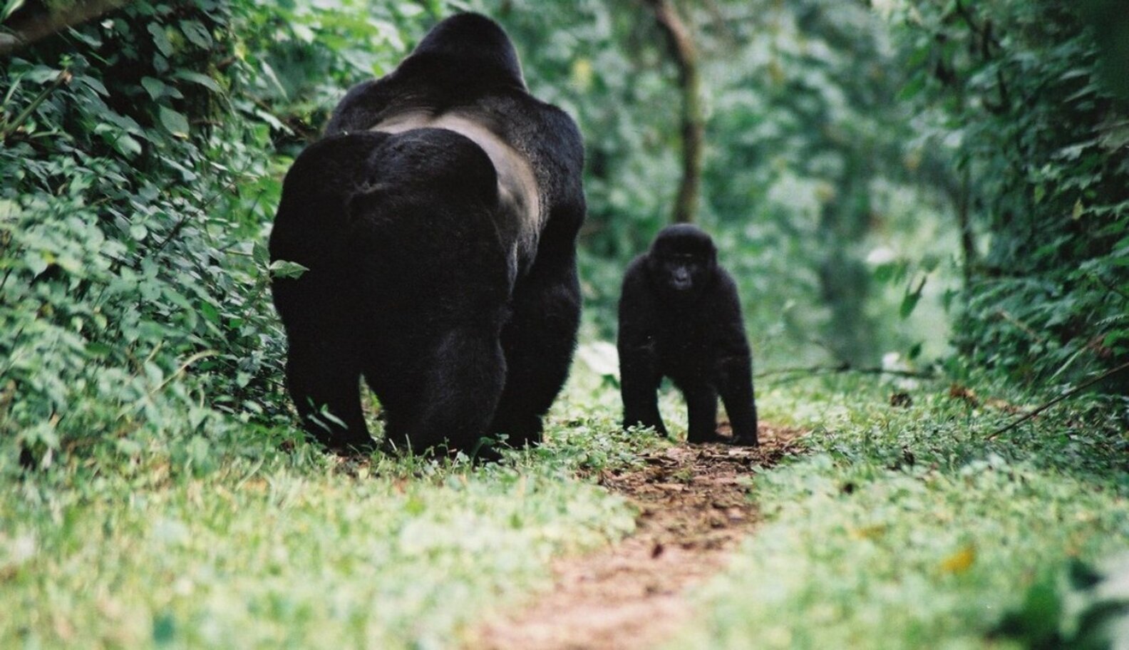 9 Reasons You Should Support Great Ape Personhood - The Dodo