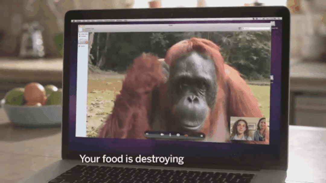 9 Reasons You Should Support Great Ape Personhood - The Dodo