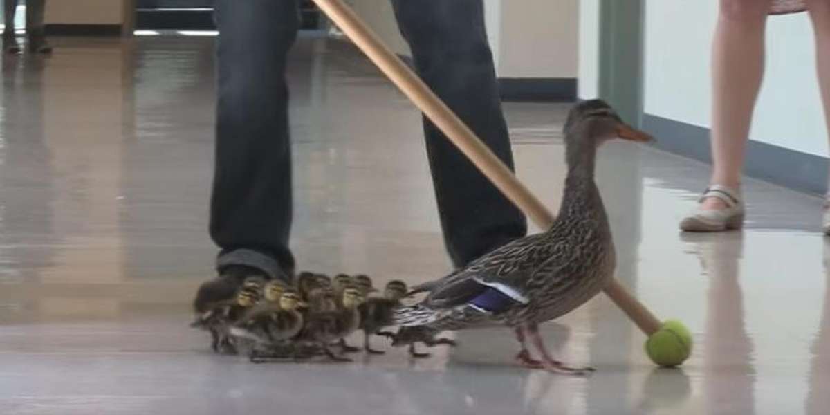 Teacher Leads Duck Family Through School Every Year - The Dodo