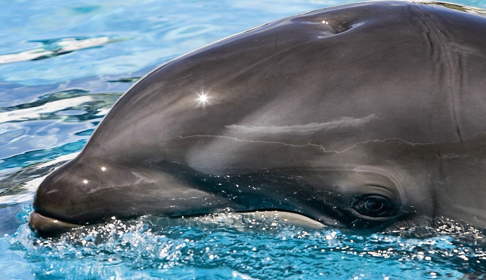 What Really Happens When They 'Save' Dolphins - The Dodo