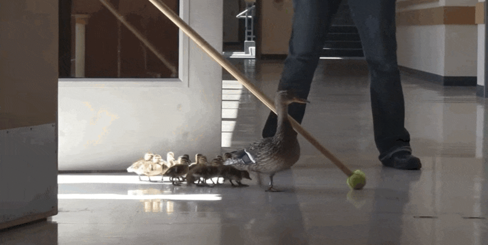Teacher Leads Duck Family Through School Every Year - The Dodo