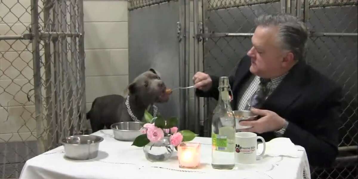 Veterinarian Loves To Eat Dinner With His Favorite Dog - The Dodo