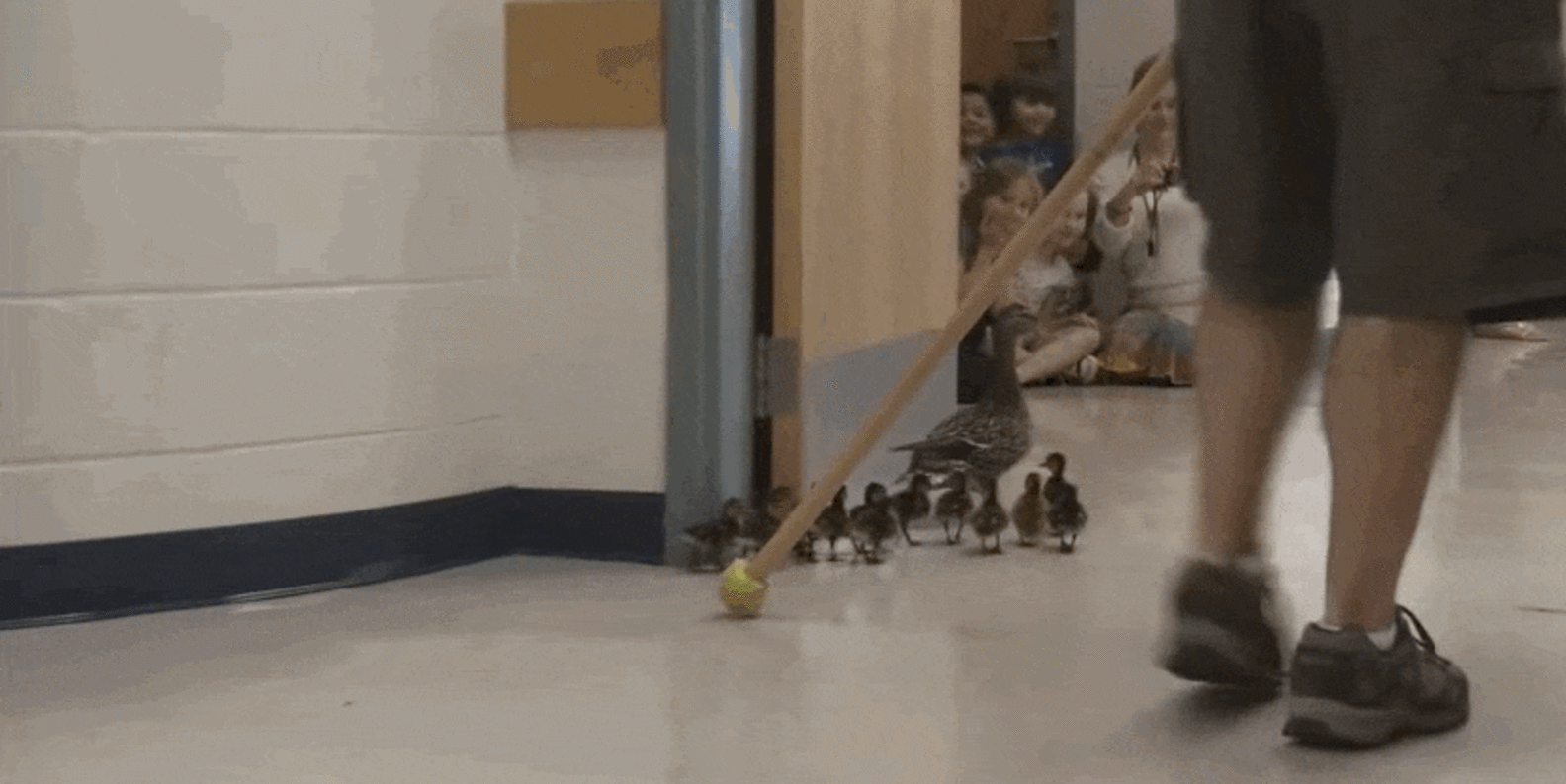 Teacher Leads Duck Family Through School Every Year - The Dodo