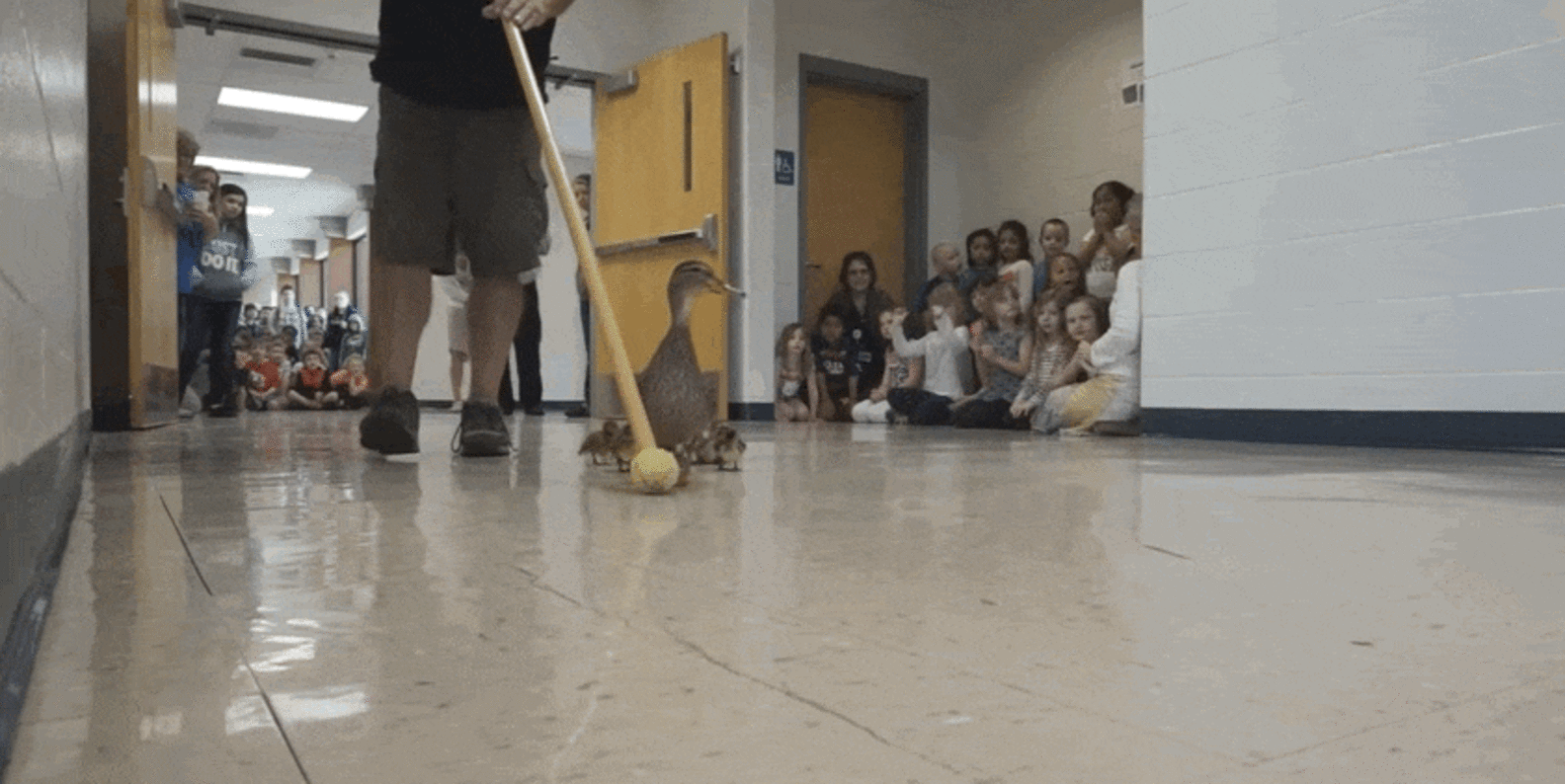 Teacher Leads Duck Family Through School Every Year - The Dodo