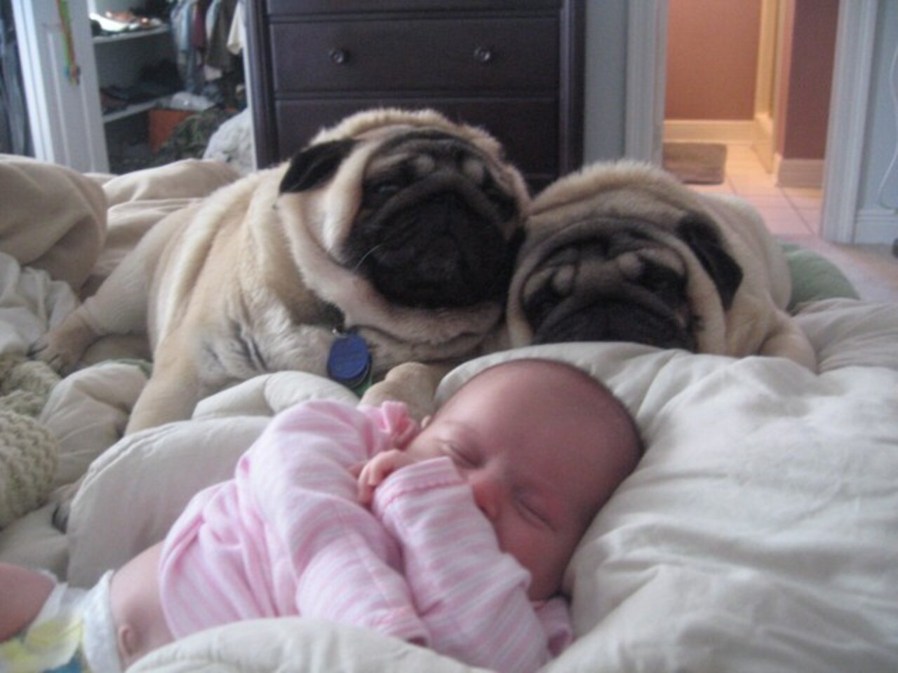 9 Pictures That Prove Babies And Pugs Are An Absurdly Adorable ...