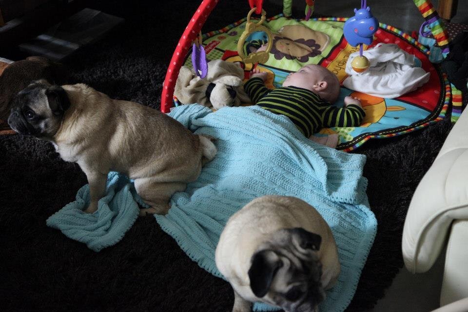 9 Pictures That Prove Babies And Pugs Are An Absurdly Adorable ...