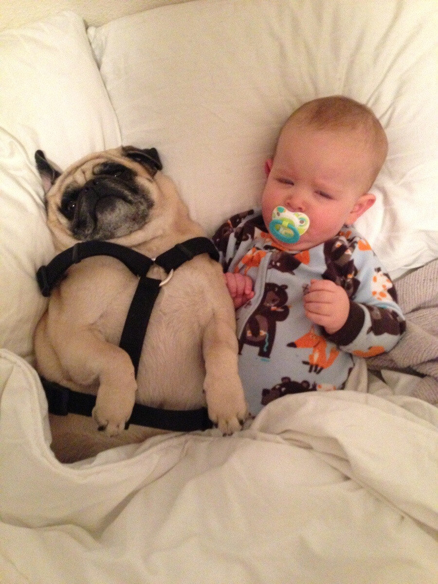 9 Pictures That Prove Babies And Pugs Are An Absurdly Adorable ...