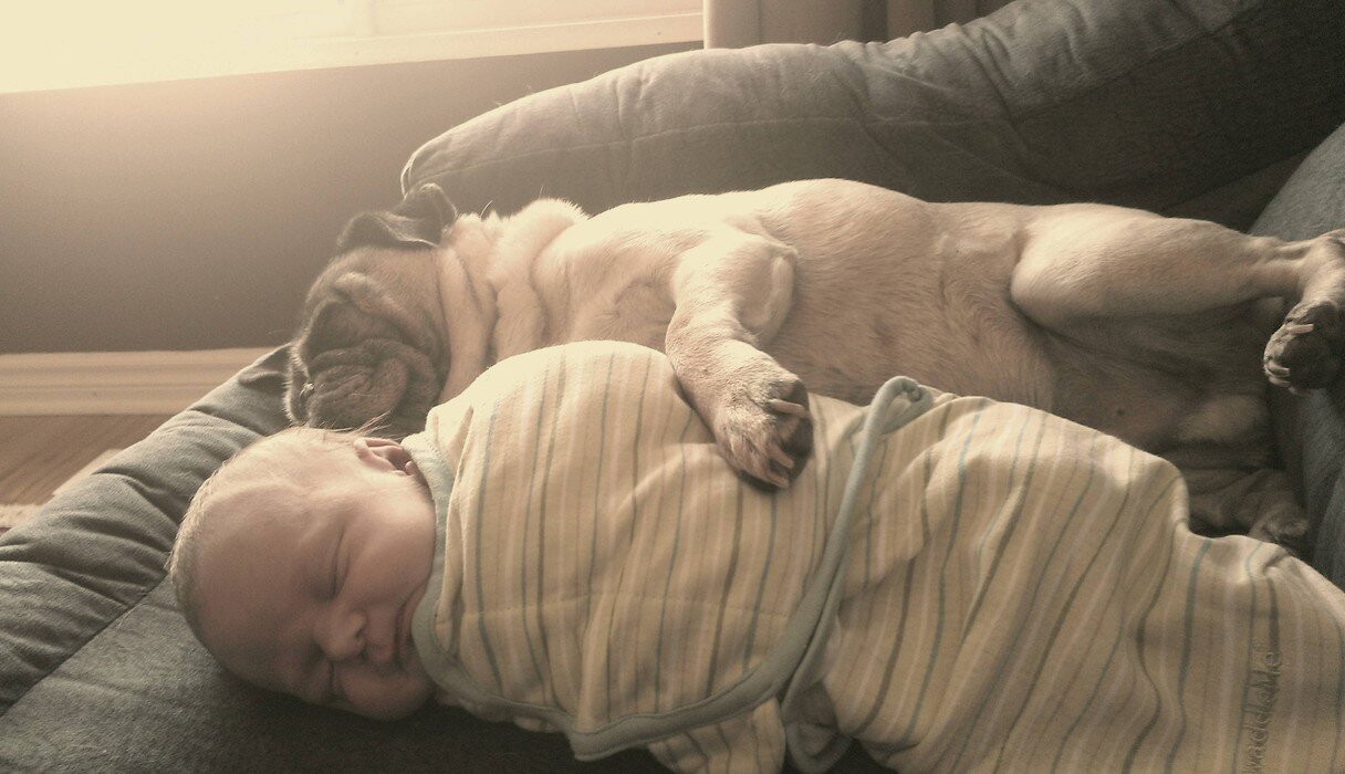 9 Pictures That Prove Babies And Pugs Are An Absurdly Adorable ...