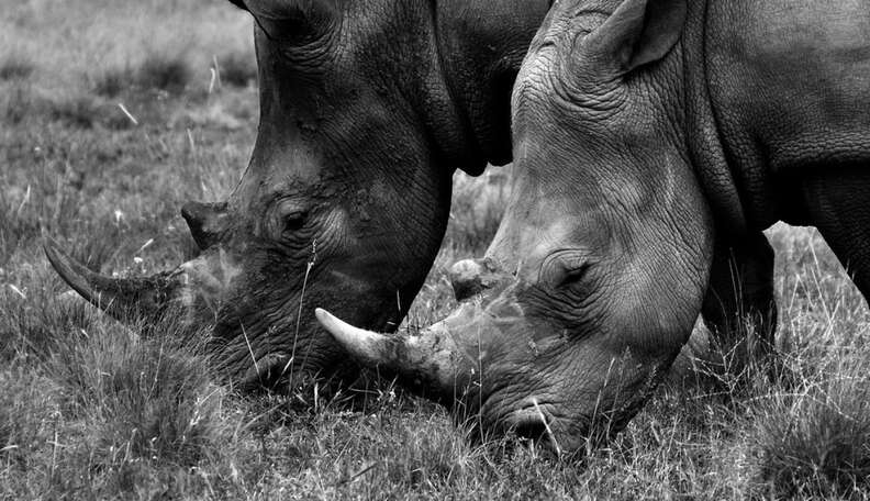 South Africa Rhino Poaching Doubled In The Last Year The Dodo