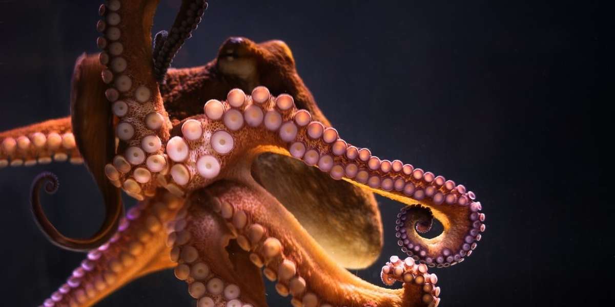 Brilliant Octopus Unscrews Jar In Under A Minute - The Dodo