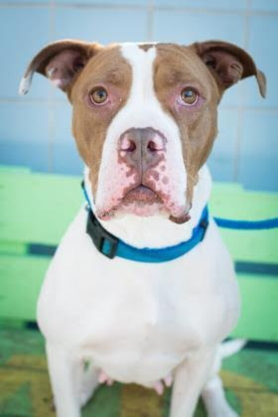 Shelter Dog Lets Cancer Patients Know She's There For Them - The Dodo