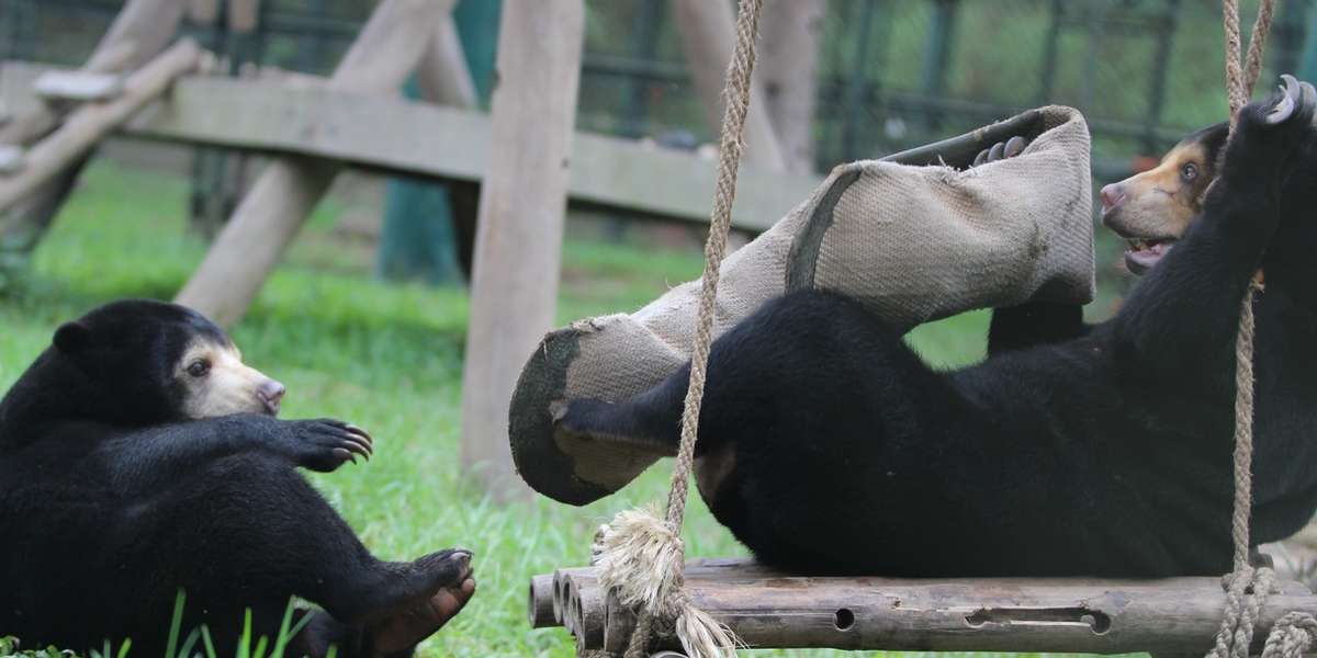 Friendship Is Best Medicine For Rescued Bears - The Dodo