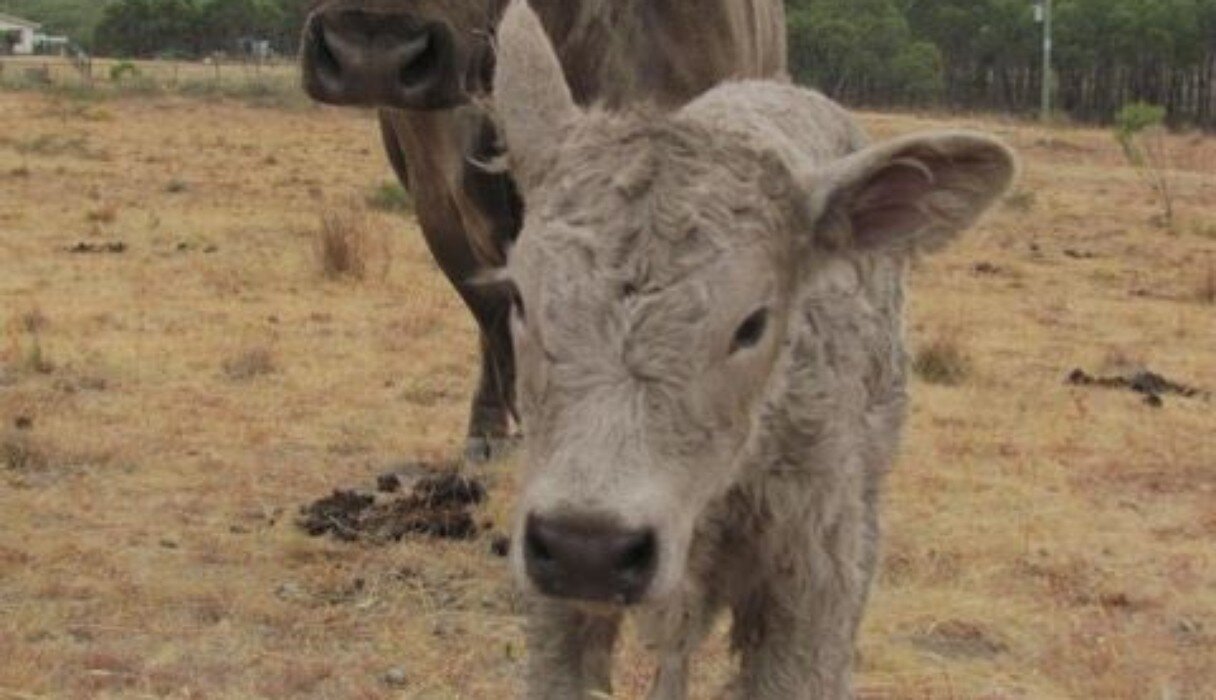 Former Breeding Cow Bears Calf She Finally Gets To Keep - The Dodo