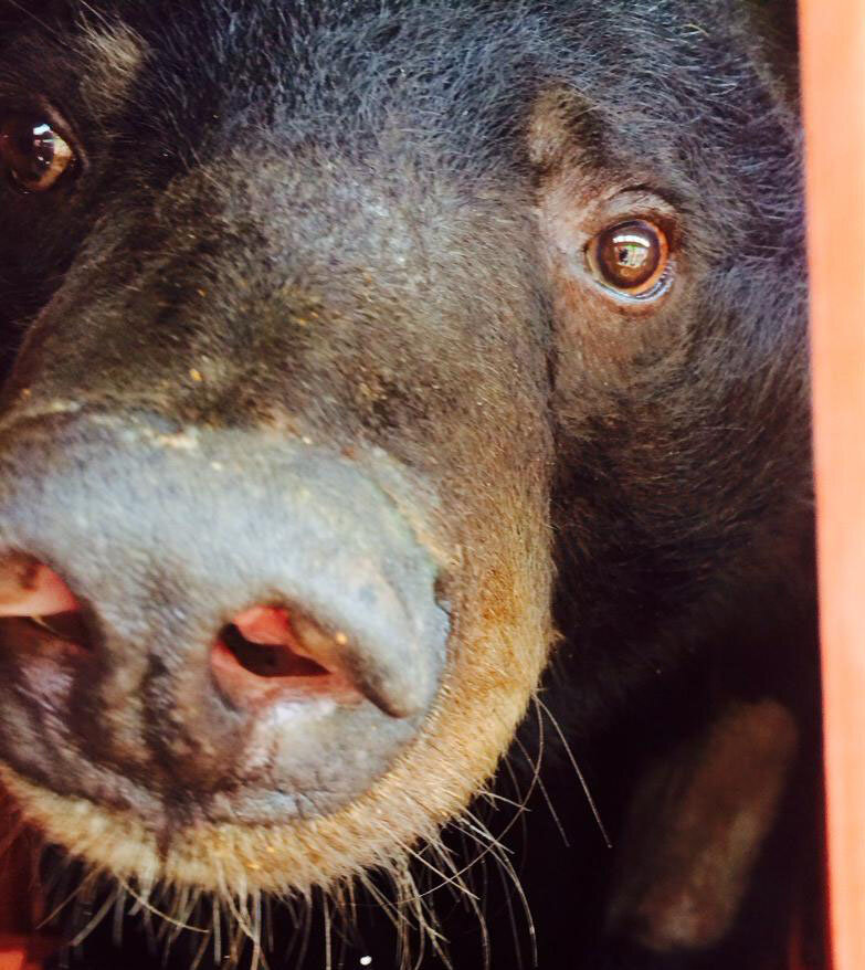 Tortured Bears Show Big, Warm Personalities After Rescue - The Dodo