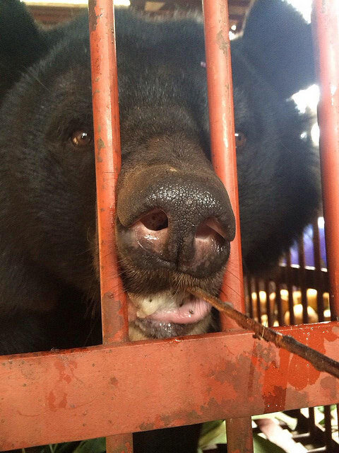 Tortured Bears Show Big, Warm Personalities After Rescue - The Dodo