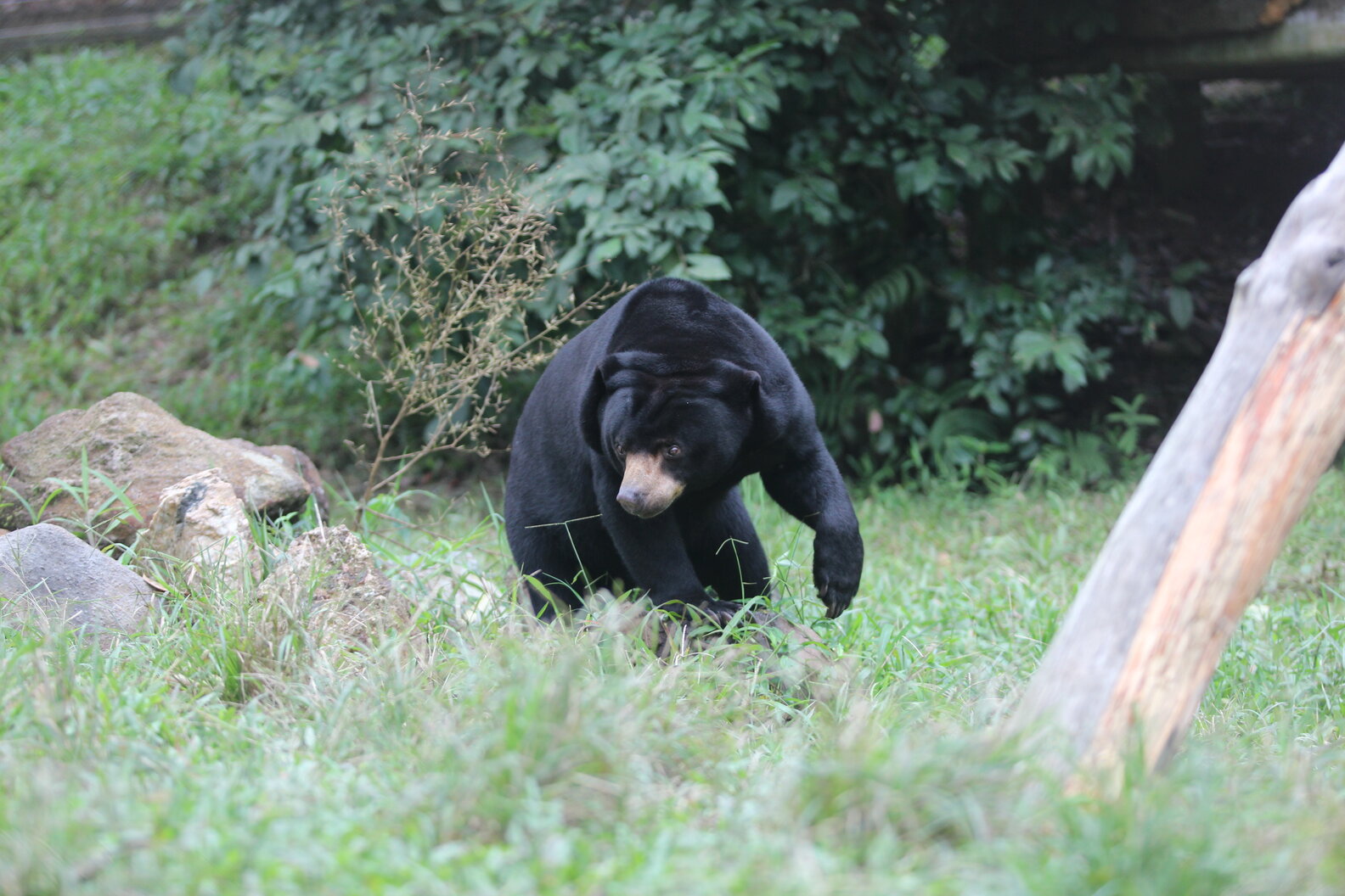 Bear Who Lost Her Sight Now Loves To Break EVERYTHING - The Dodo